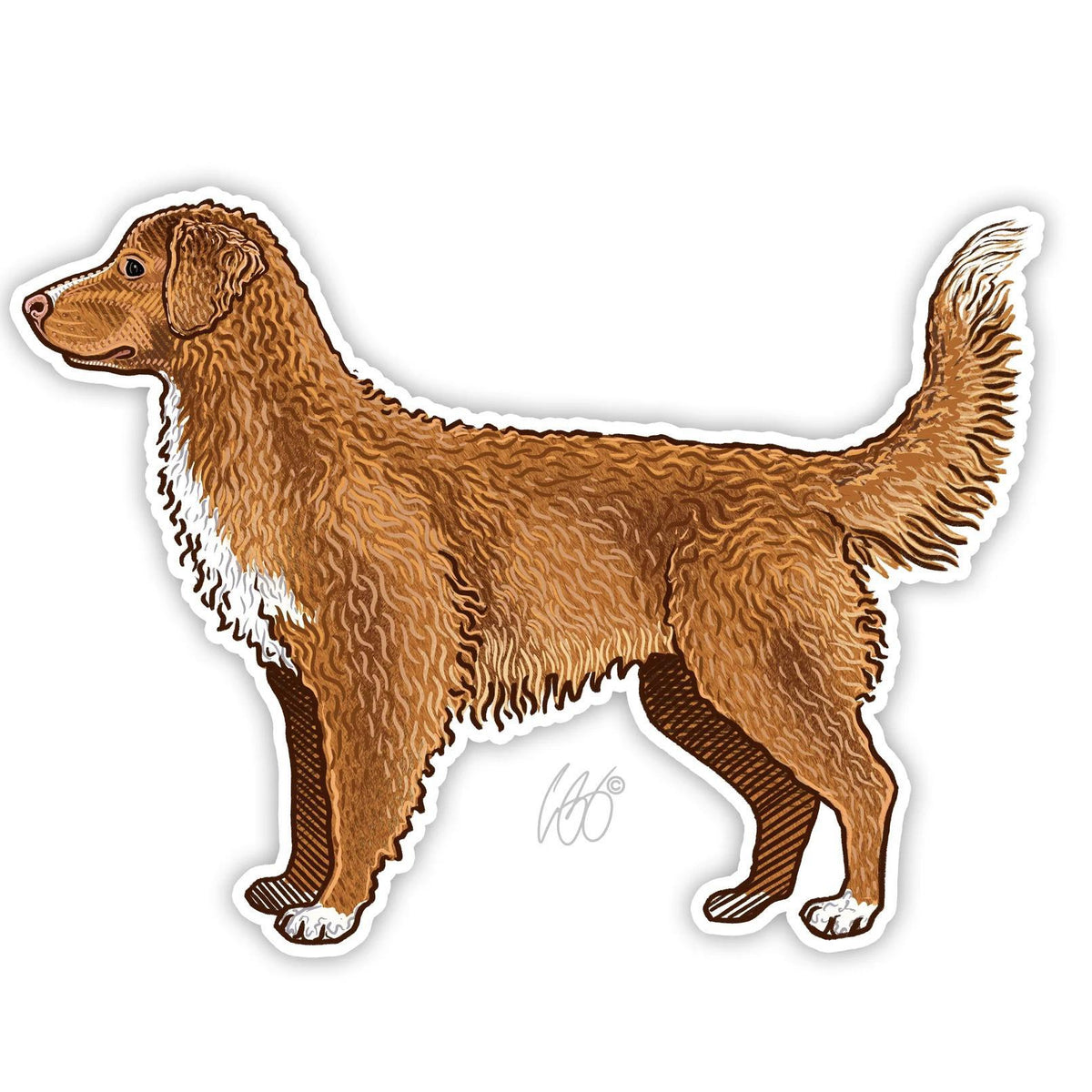 Duck Toller Decal – ASHER GOODS Co.