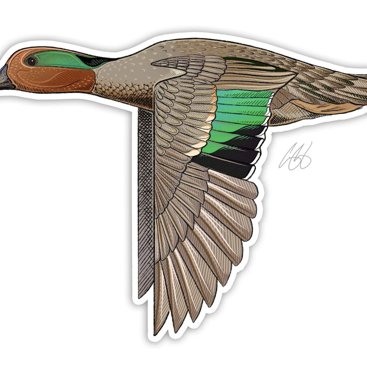 Green Winged Teal Decal – ASHER GOODS Co.