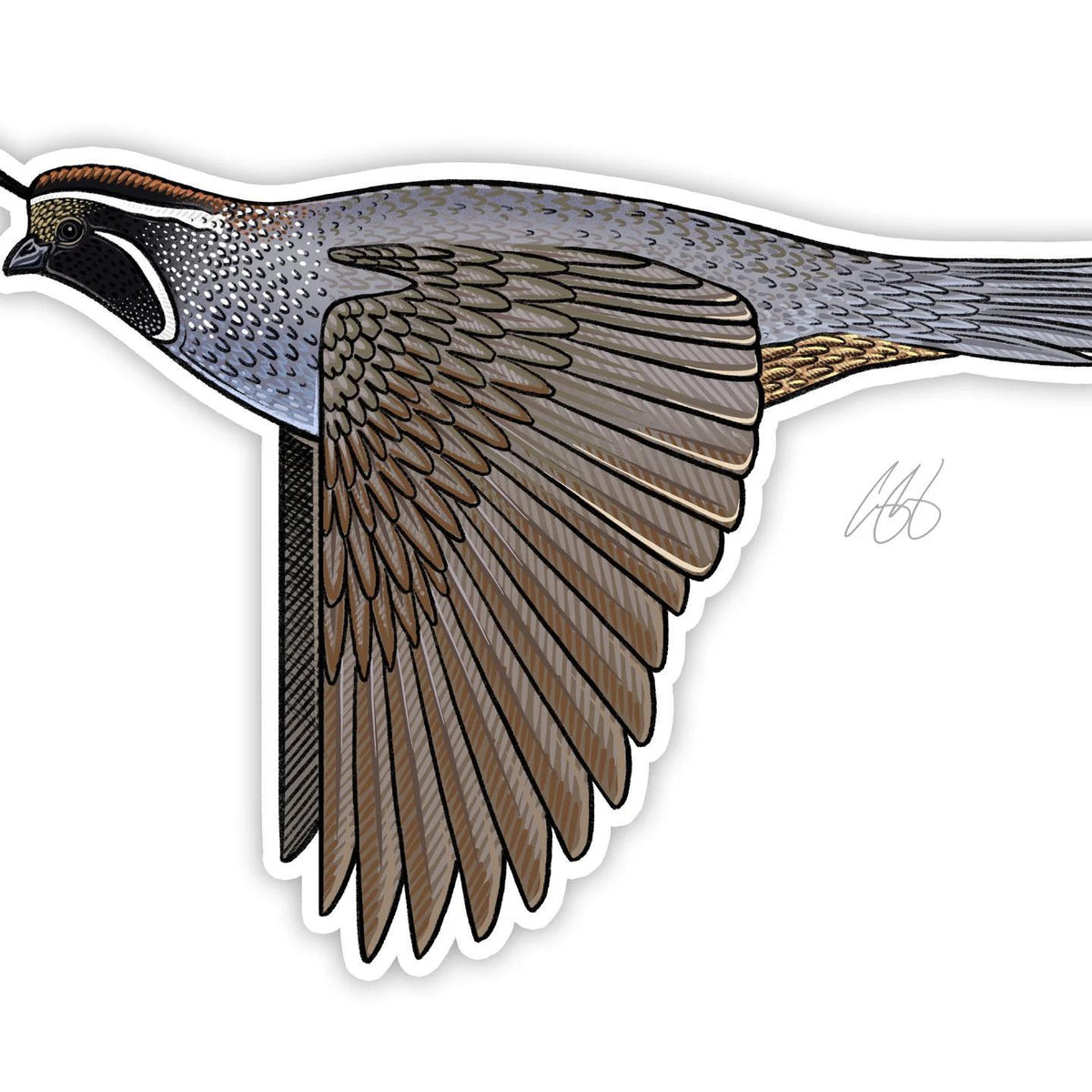 California Quail Decal – ASHER GOODS Co.